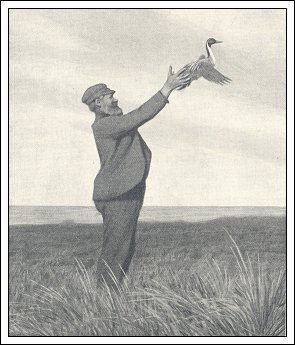 H.Chr.C. Mortensen: Mærkede spidsænder på Fanø