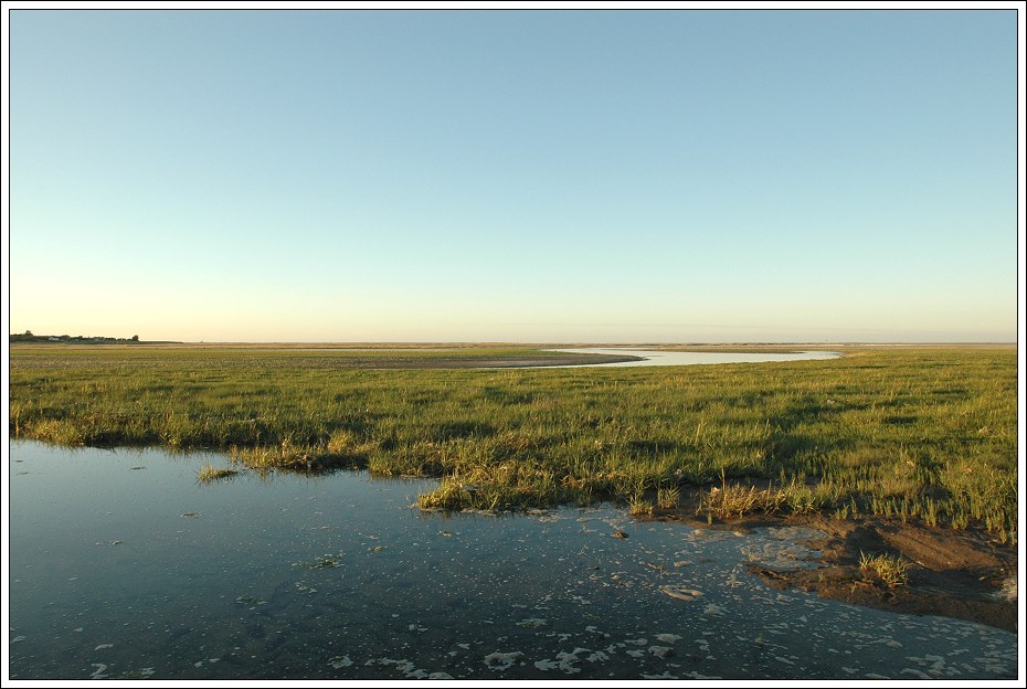 Vestkystens planteliv. Vaden, marsken, urokysten, klitten. Af Anfred ...